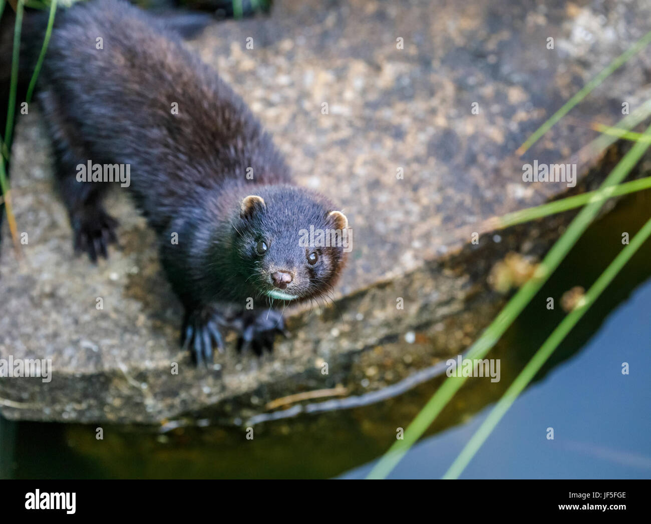 American Mink (Mustela vison also Neovison vison) by water, British ...