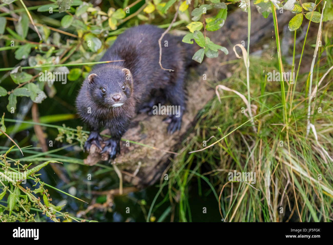 American Mink (Mustela vison also Neovison vison) by water, British ...
