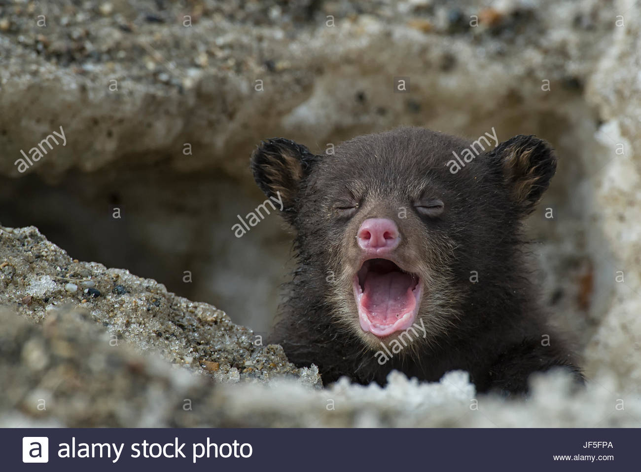Black People Crying Stock Photos & Black People Crying Stock Images - Alamy