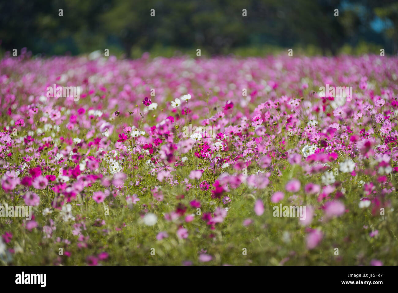 Pink cosmos flower fields Stock Photo - Alamy