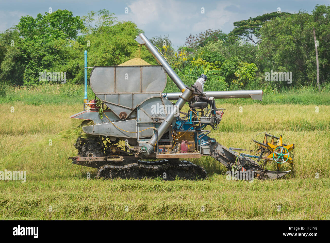 Rice Fields Near Bangkok at Guadalupe Wolf blog