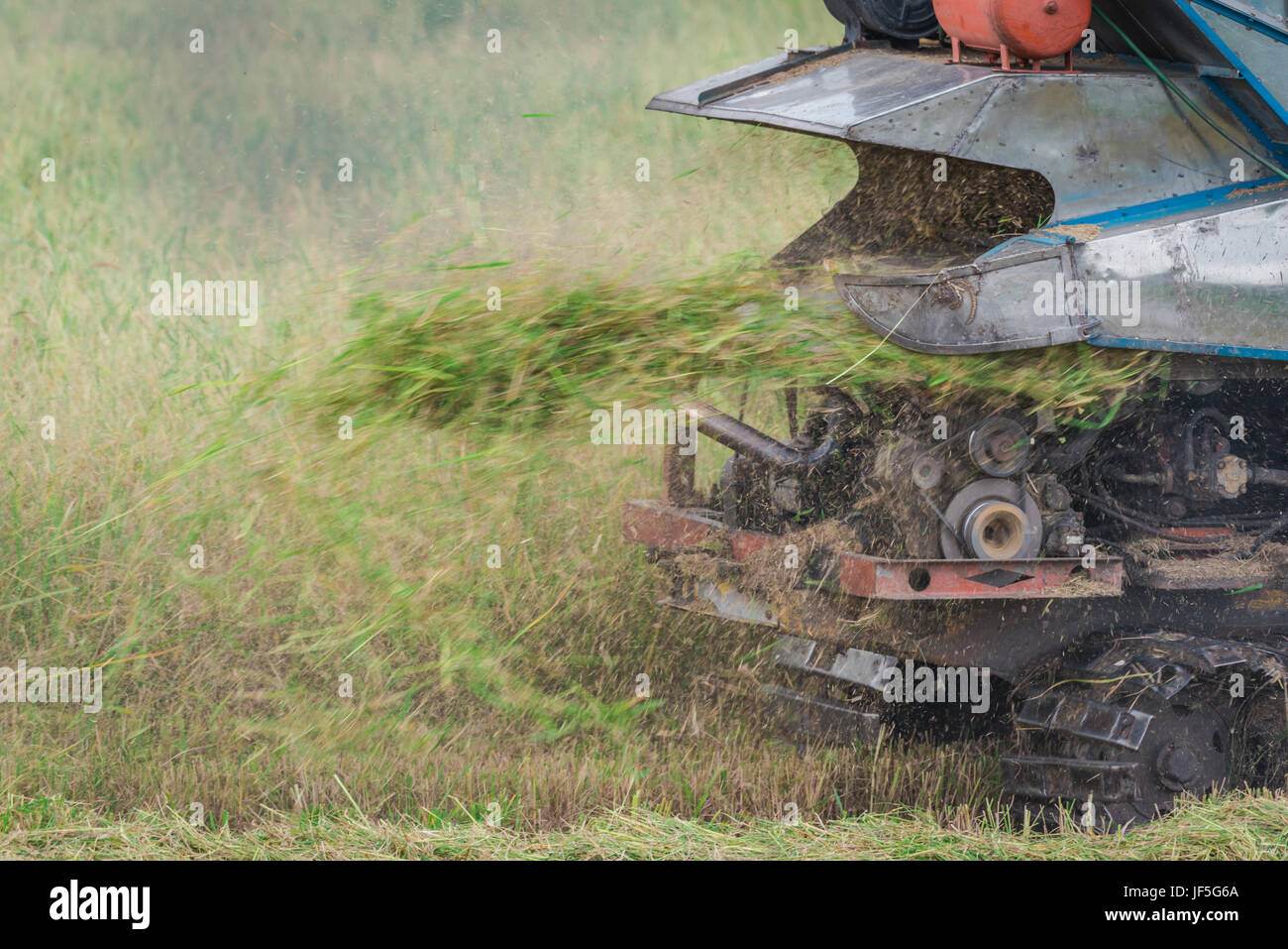 Rice gathering hi-res stock photography and images - Alamy