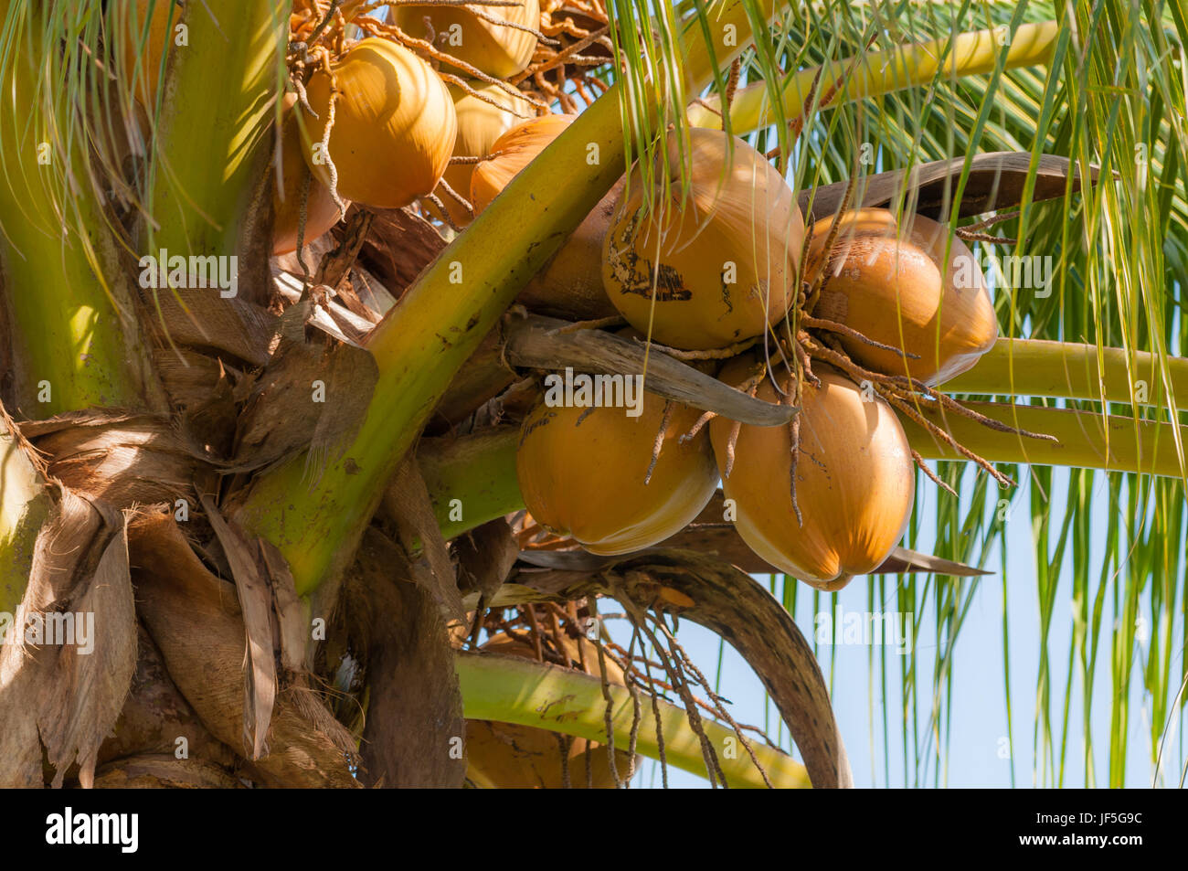 Coconuts on the tree Stock Photo - Alamy