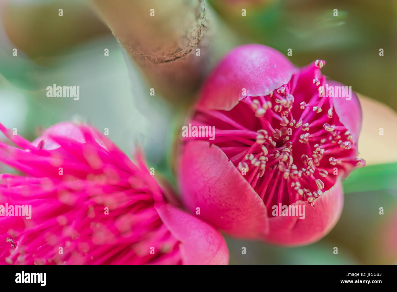 Rose apples flower on tree. (Syzygium malaccense Stock Photo - Alamy