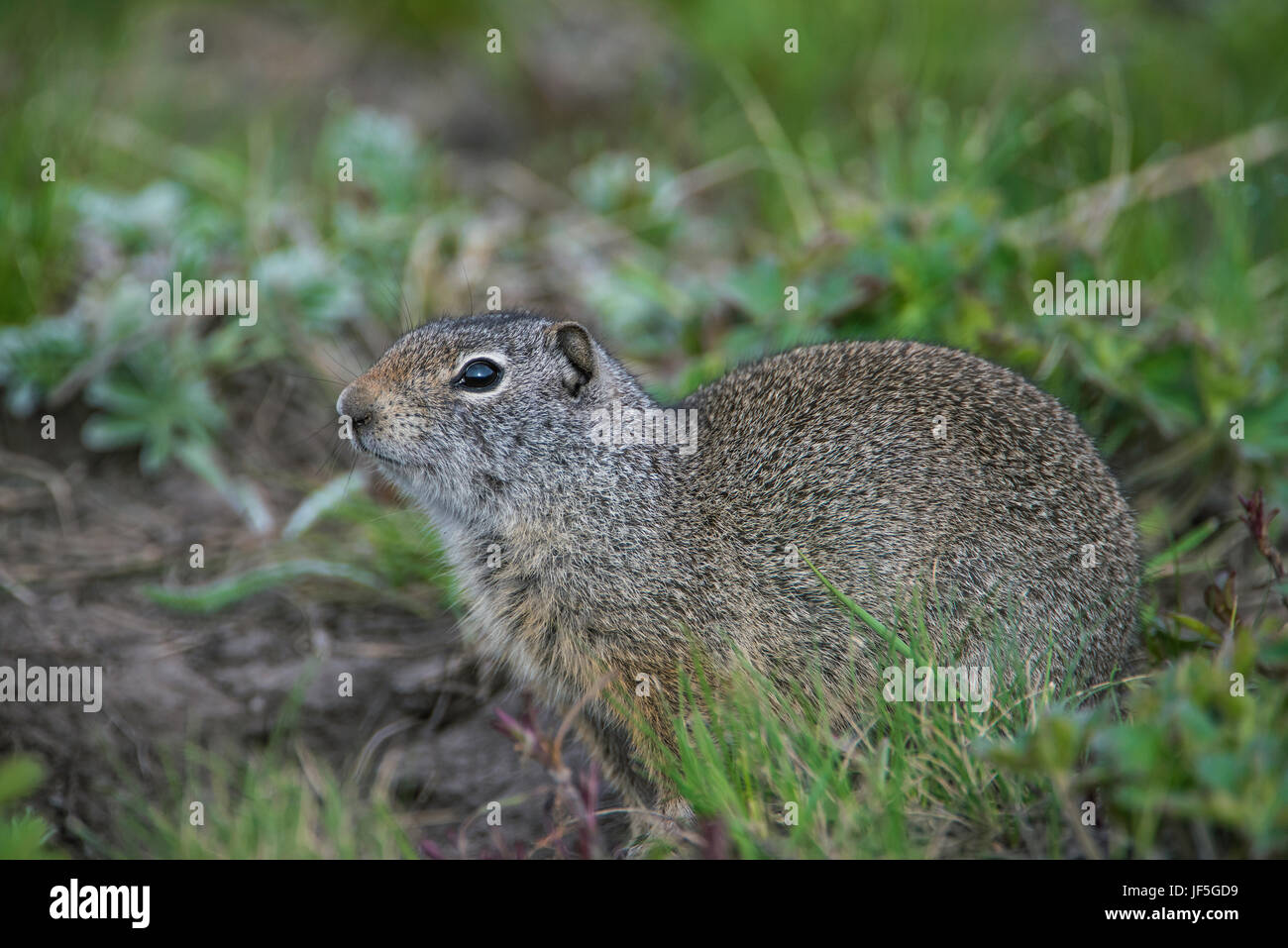 Uinta Ground Squirrel (Urocitellus armatus), Montana Stock Photo - Alamy