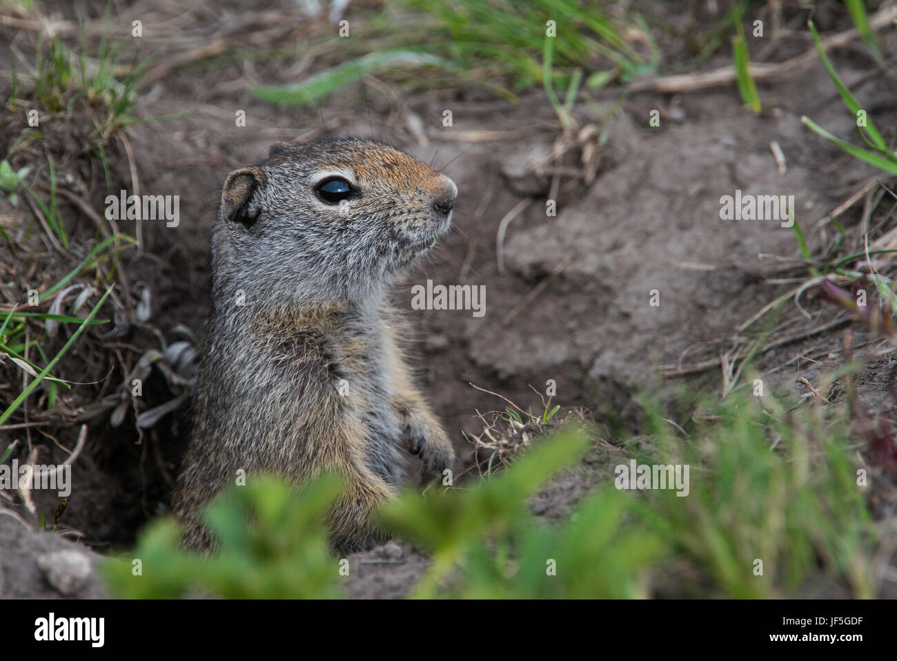 Ground squirrel den hi-res stock photography and images - Alamy