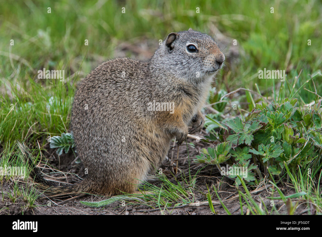 Uinta Ground Squirrel (Urocitellus armatus), Montana Stock Photo - Alamy