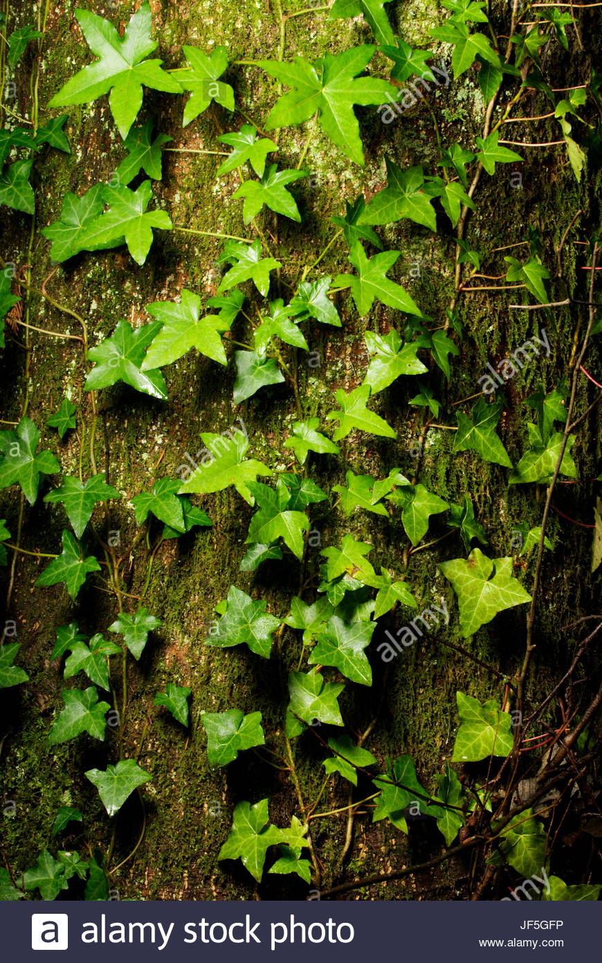 Western Red Cedar Leaves Thuja Plicata High Resolution Stock ...