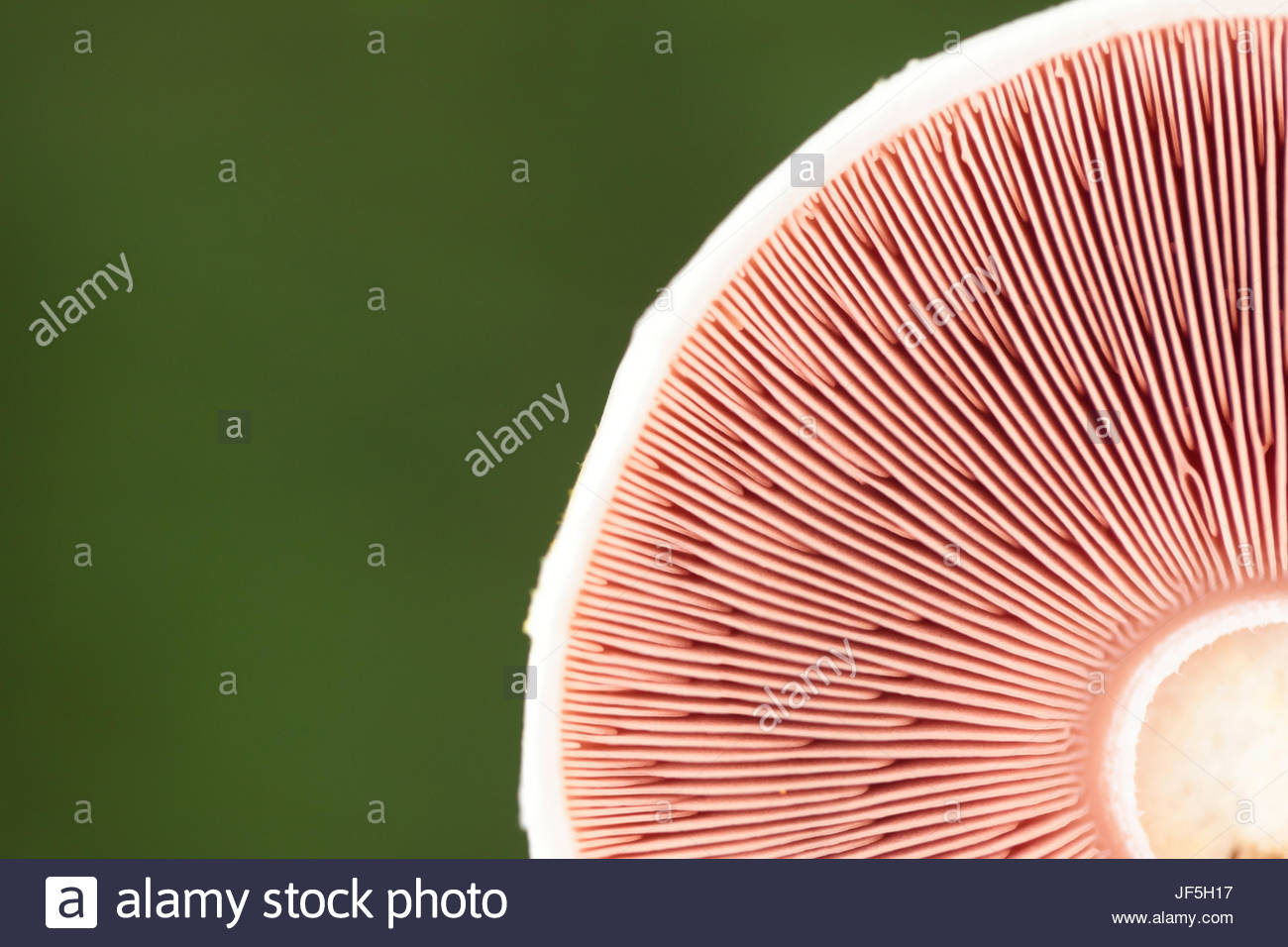 Staining Stock Photos & Staining Stock Images - Alamy