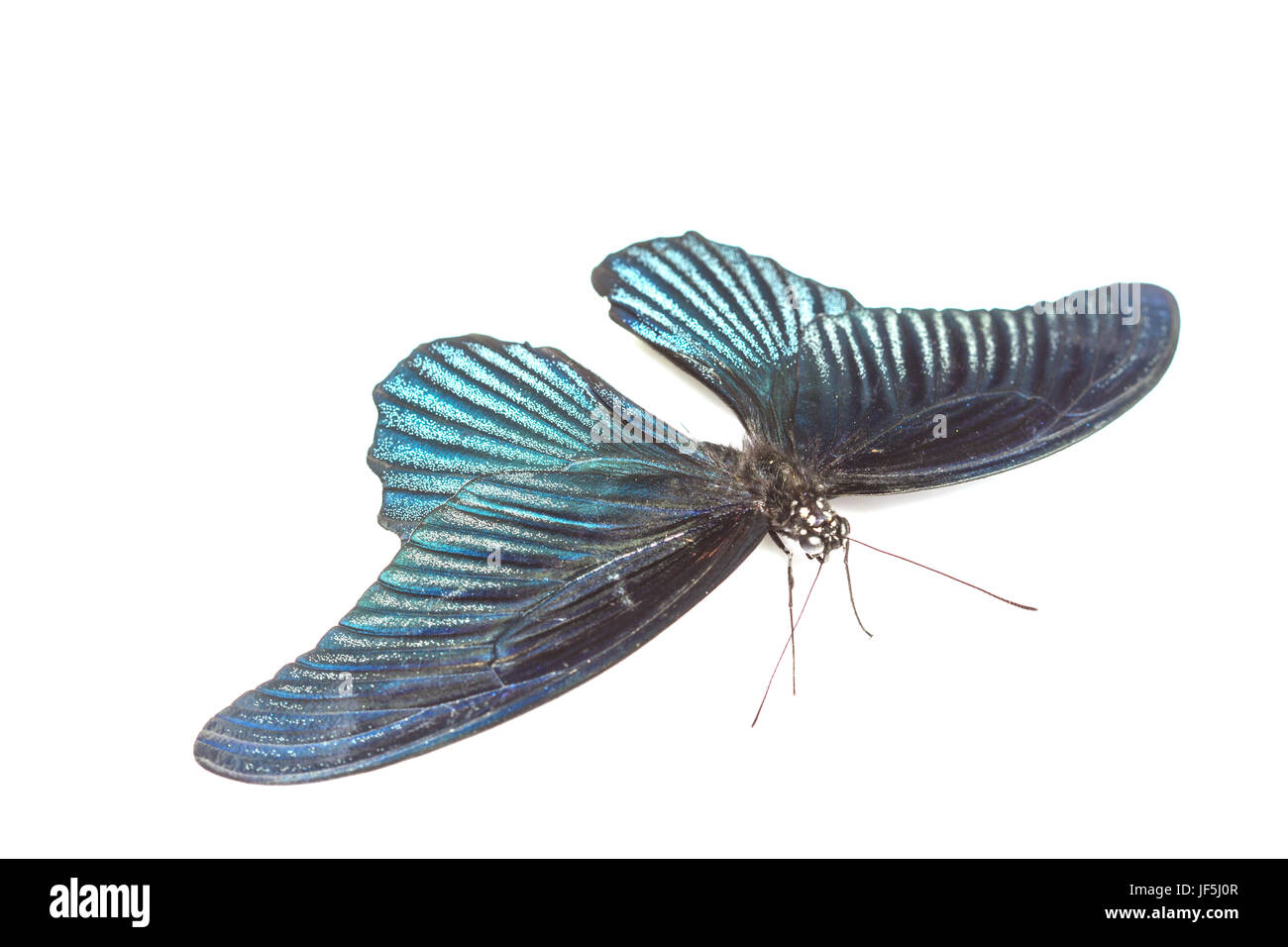 Butterfly abdomen Cut Out Stock Images & Pictures - Alamy