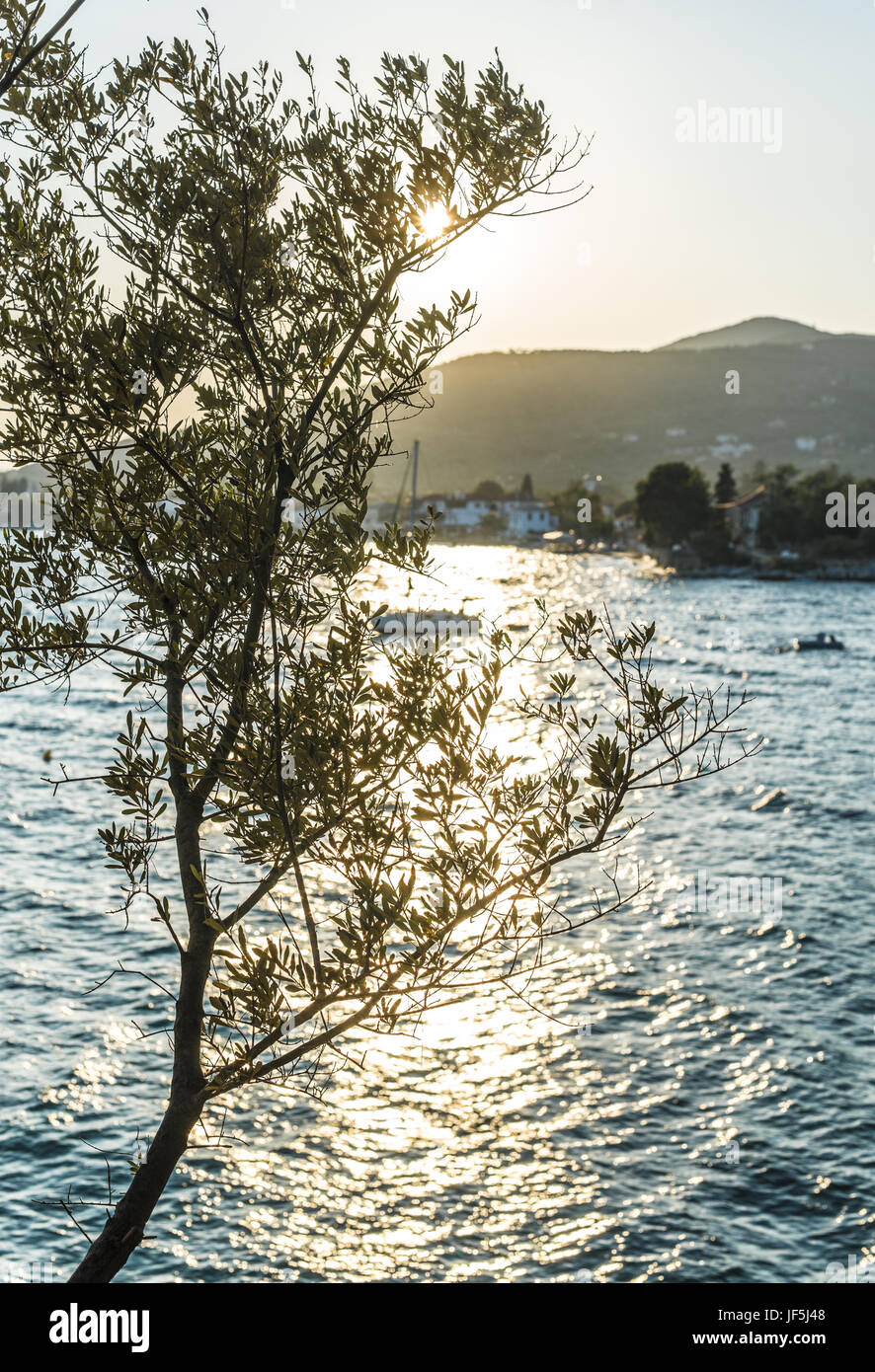 Olive trees, sea and sunset Stock Photo - Alamy