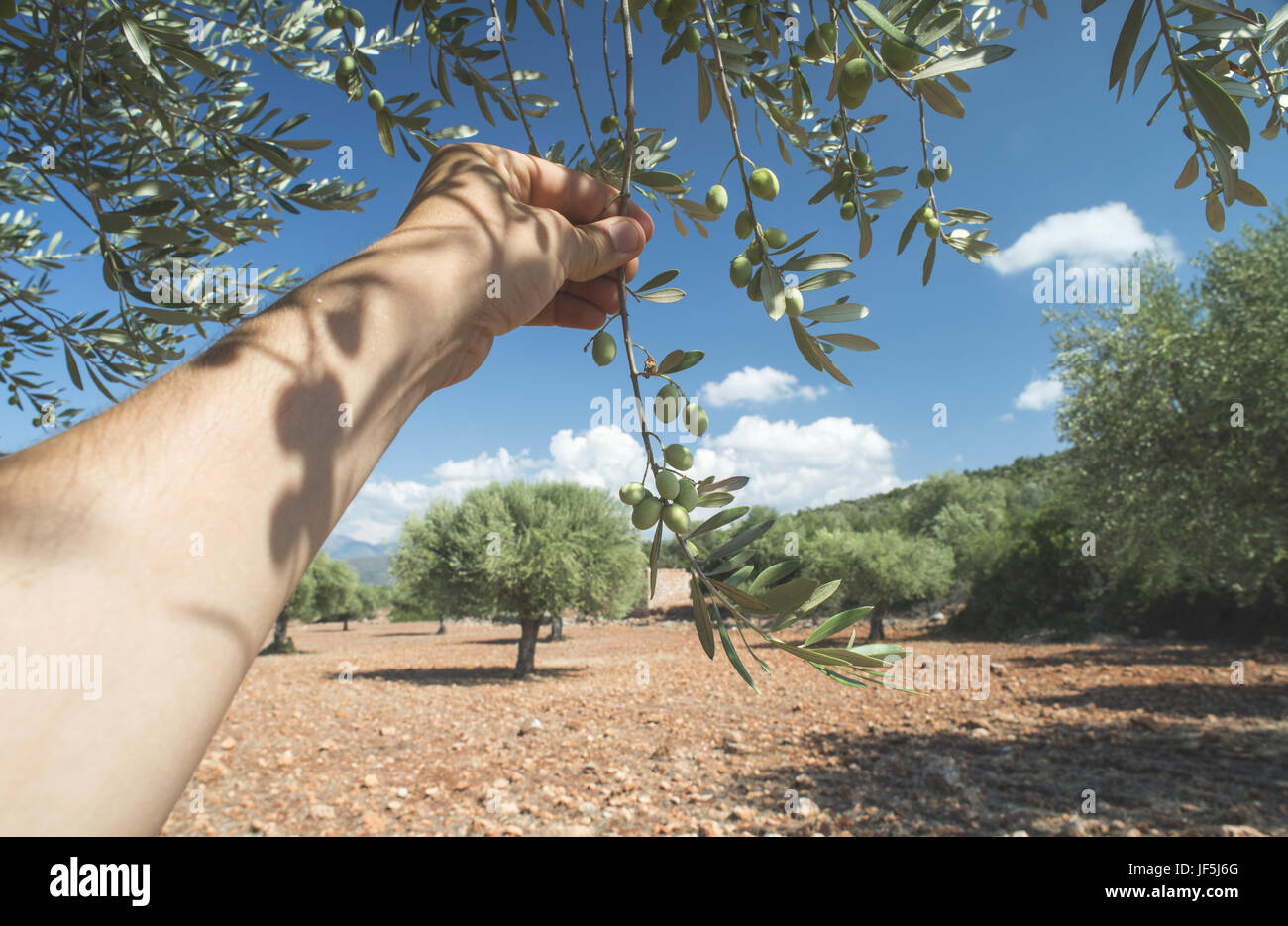 Hand holding olive hi-res stock photography and images - Alamy