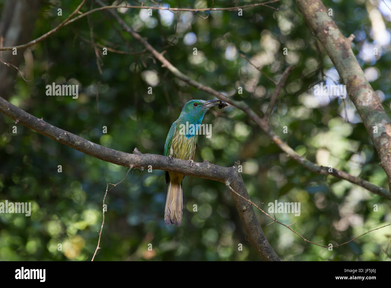 Blue-bearded Bee-eater (Nyctyornis athertoni) on the branch in nature ...