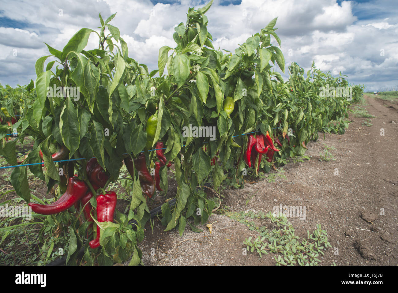 Bell pepper plantations hi-res stock photography and images - Alamy