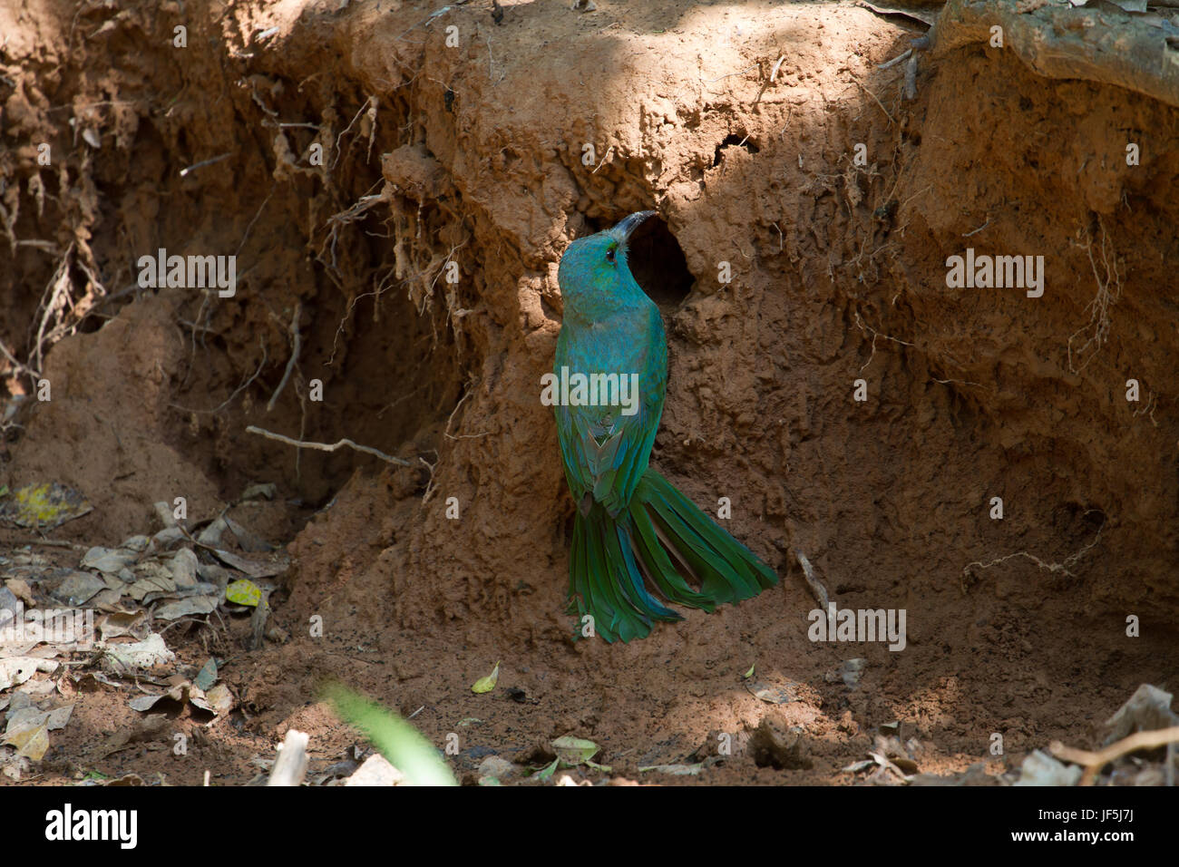 Blue-bearded Bee-eater (Nyctyornis athertoni) on ground in nature Stock ...