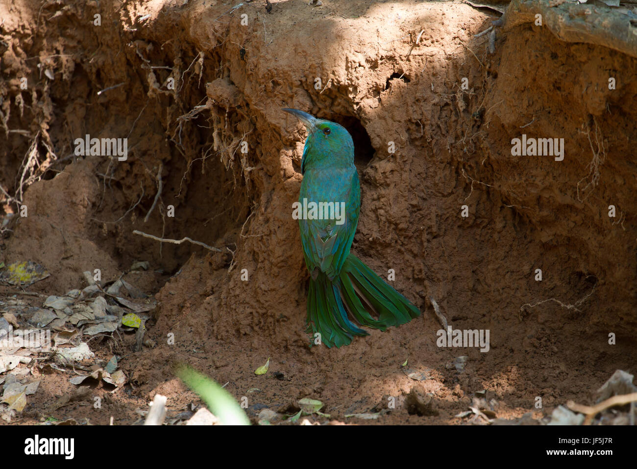 Blue-bearded Bee-eater (Nyctyornis athertoni) on ground in nature Stock ...