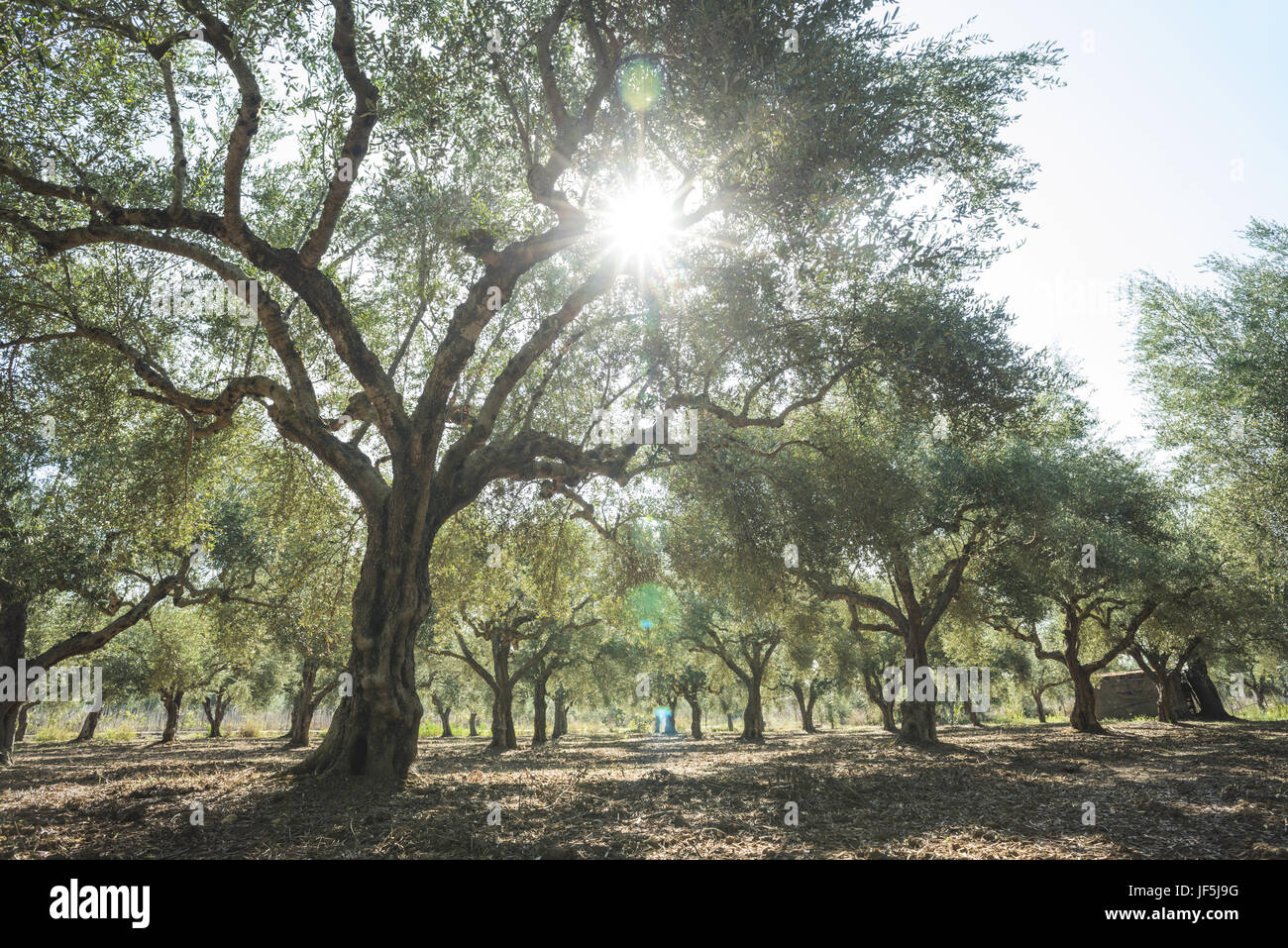Olive trees and sun rays Stock Photo - Alamy