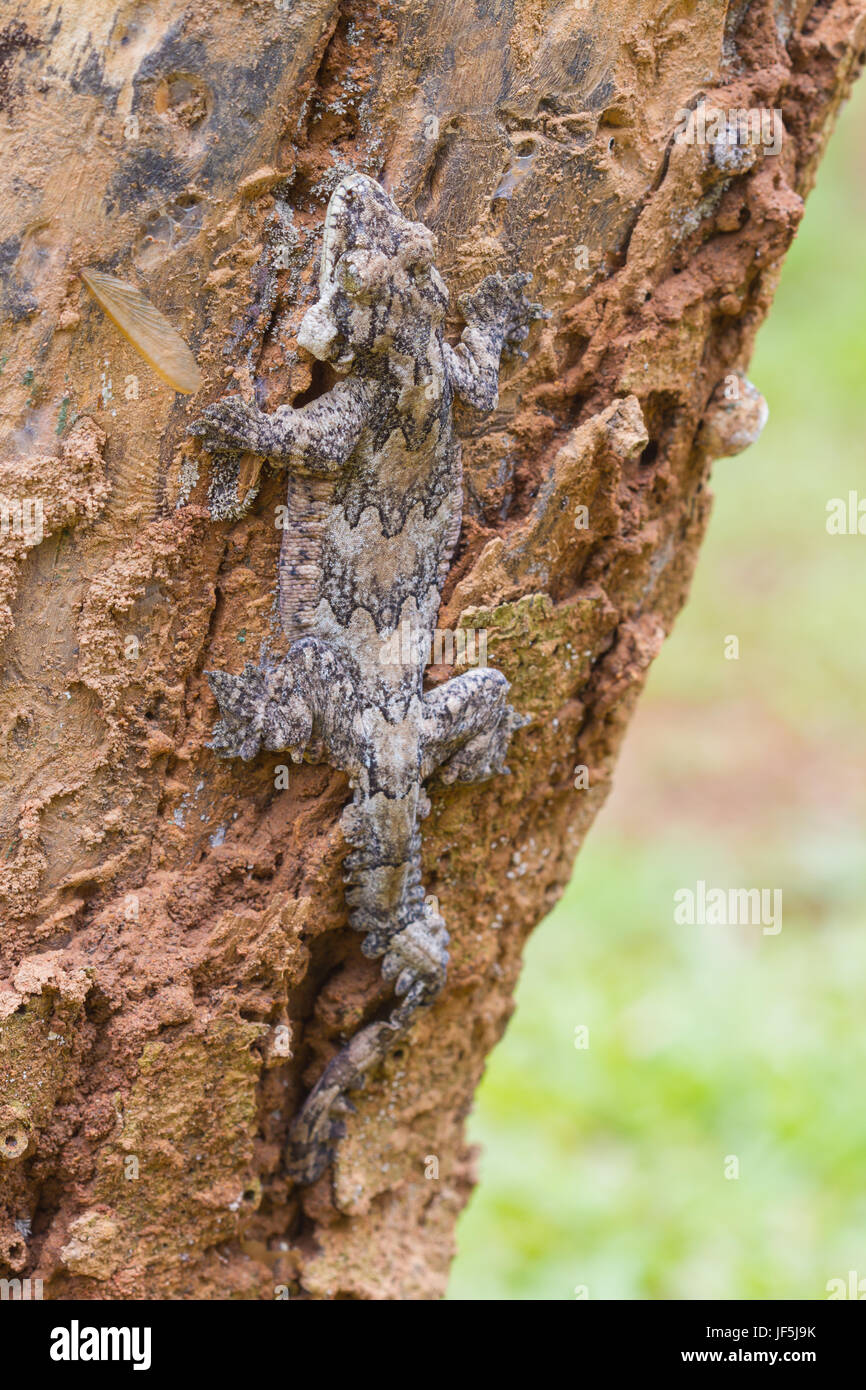 gecko on the treel, Smooth-backed Gliding Gecko or Ptychozoon lionotum ...