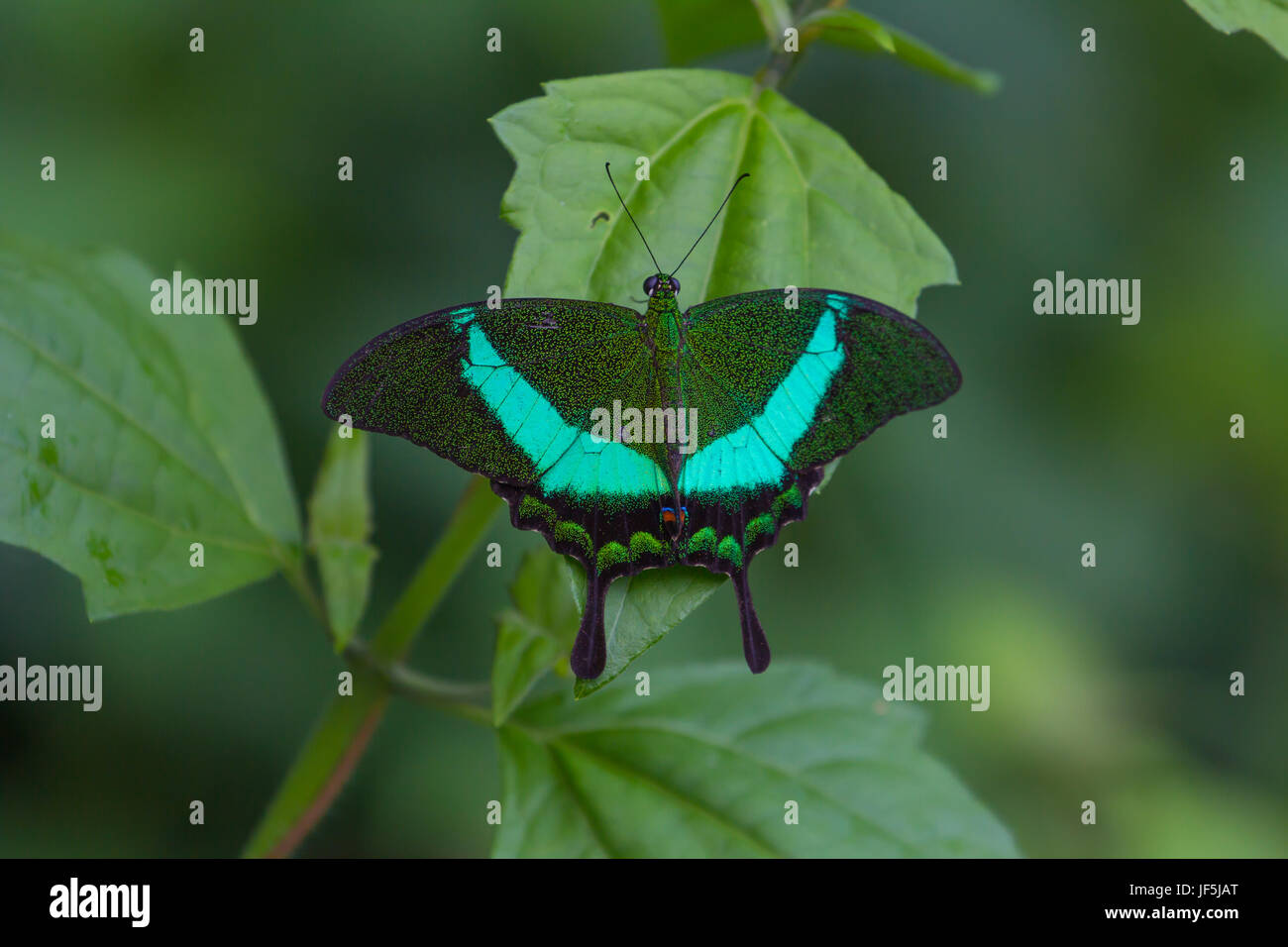 Emerald peacock butterfly hi-res stock photography and images - Alamy