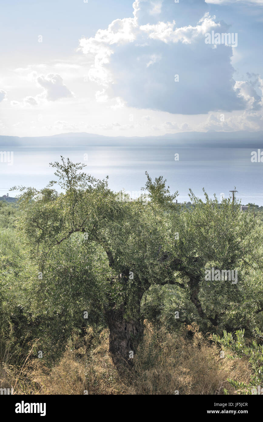 Olive trees cyprus sea hi-res stock photography and images - Alamy