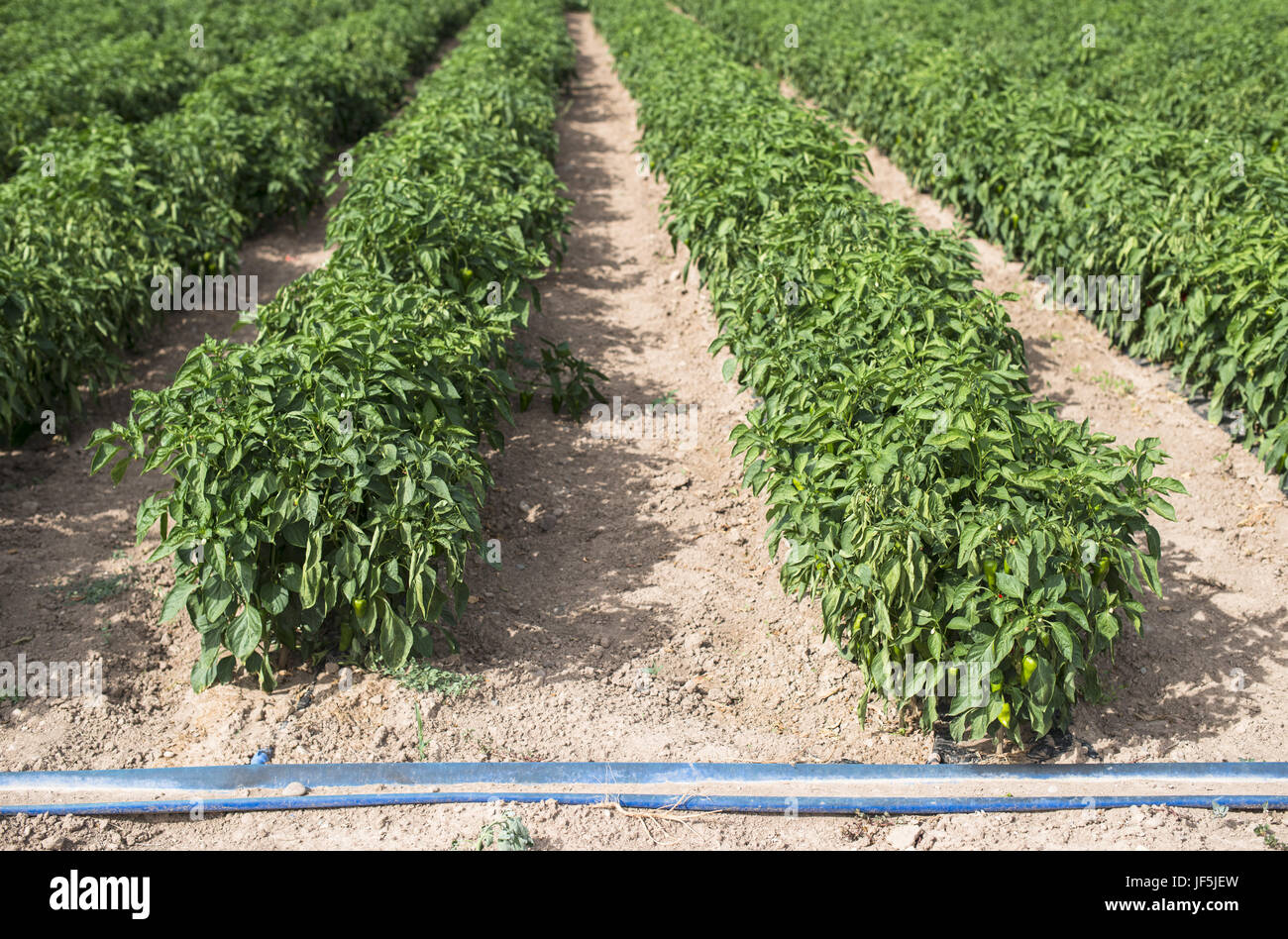 Growing peppers in the field Stock Photo - Alamy