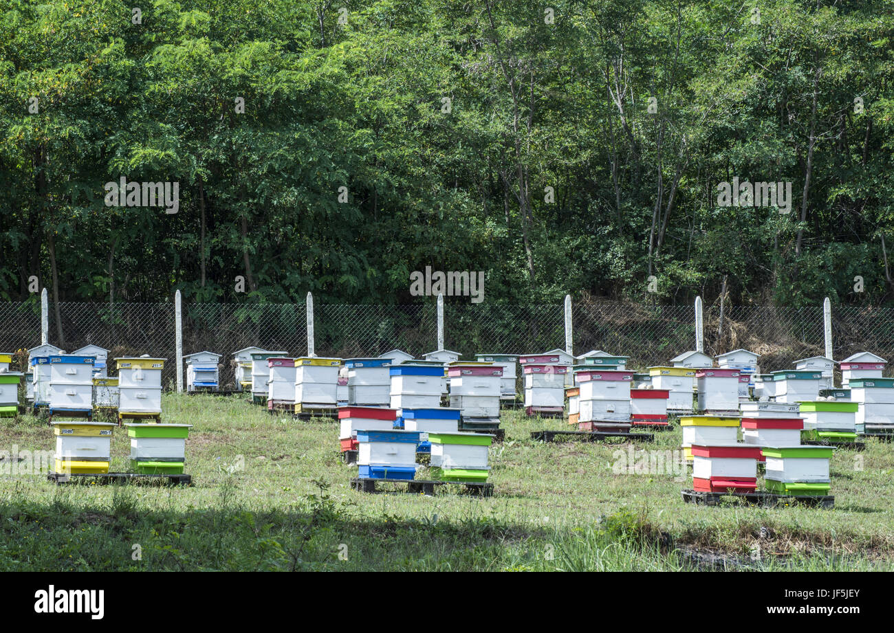 Beehives in bee farm Stock Photo - Alamy