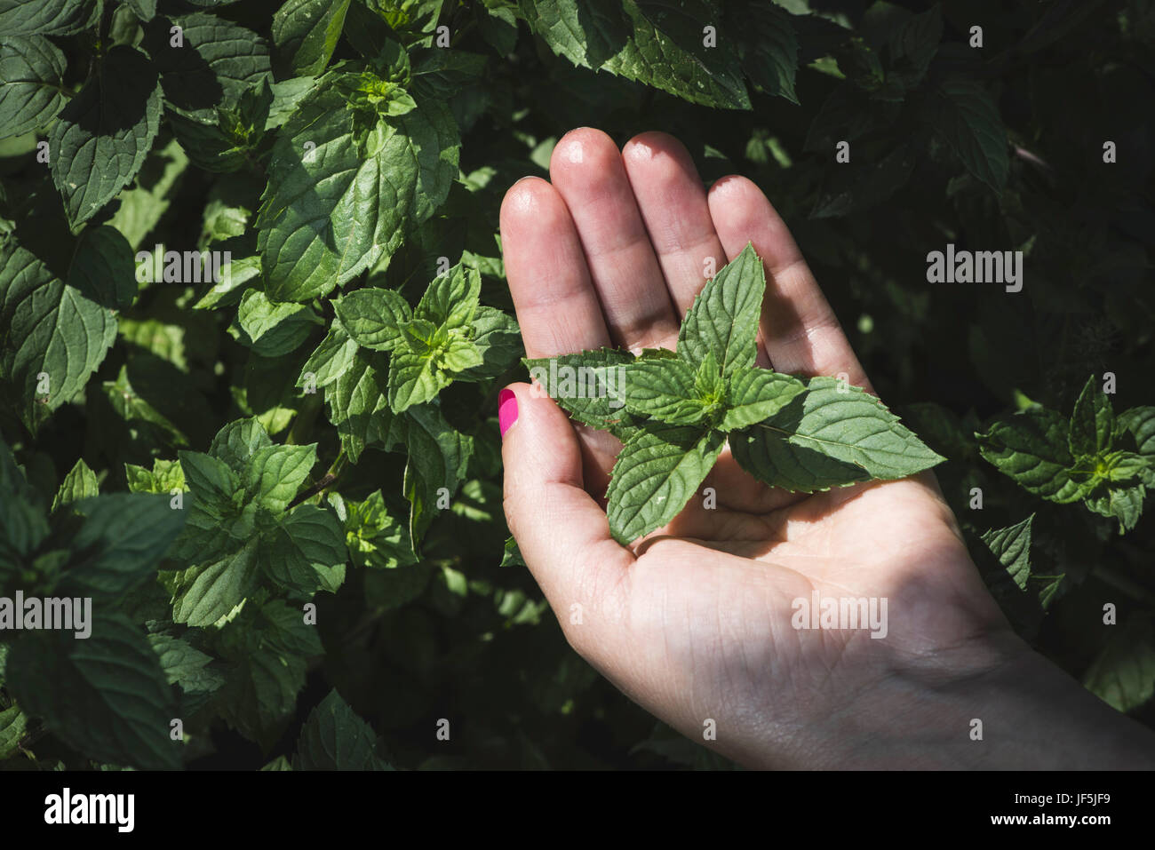 Hands hold mint leaves Stock Photo - Alamy