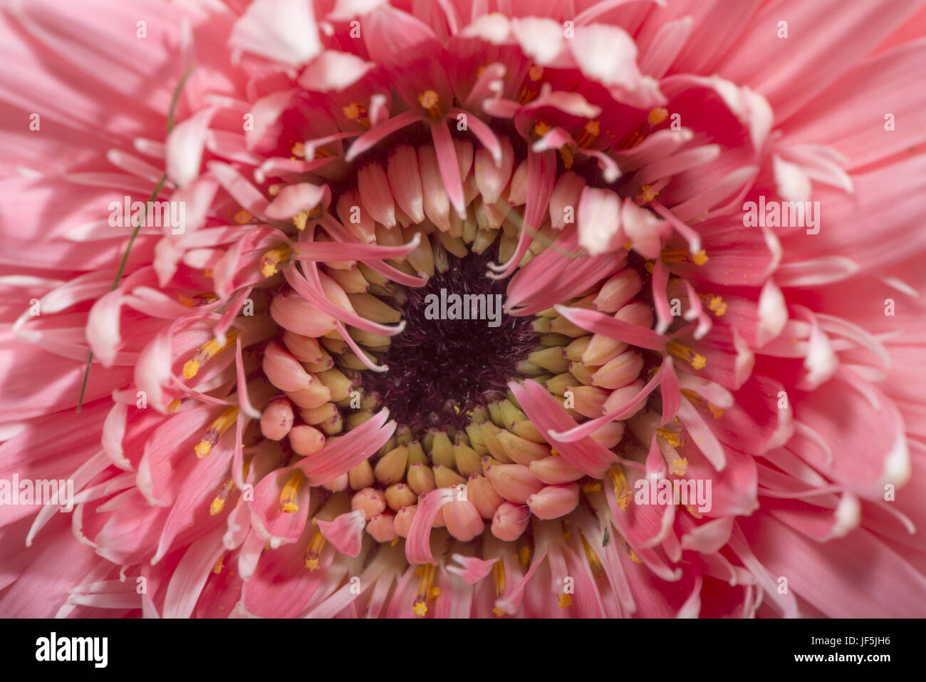Gerbera flower blossom Stock Photo - Alamy