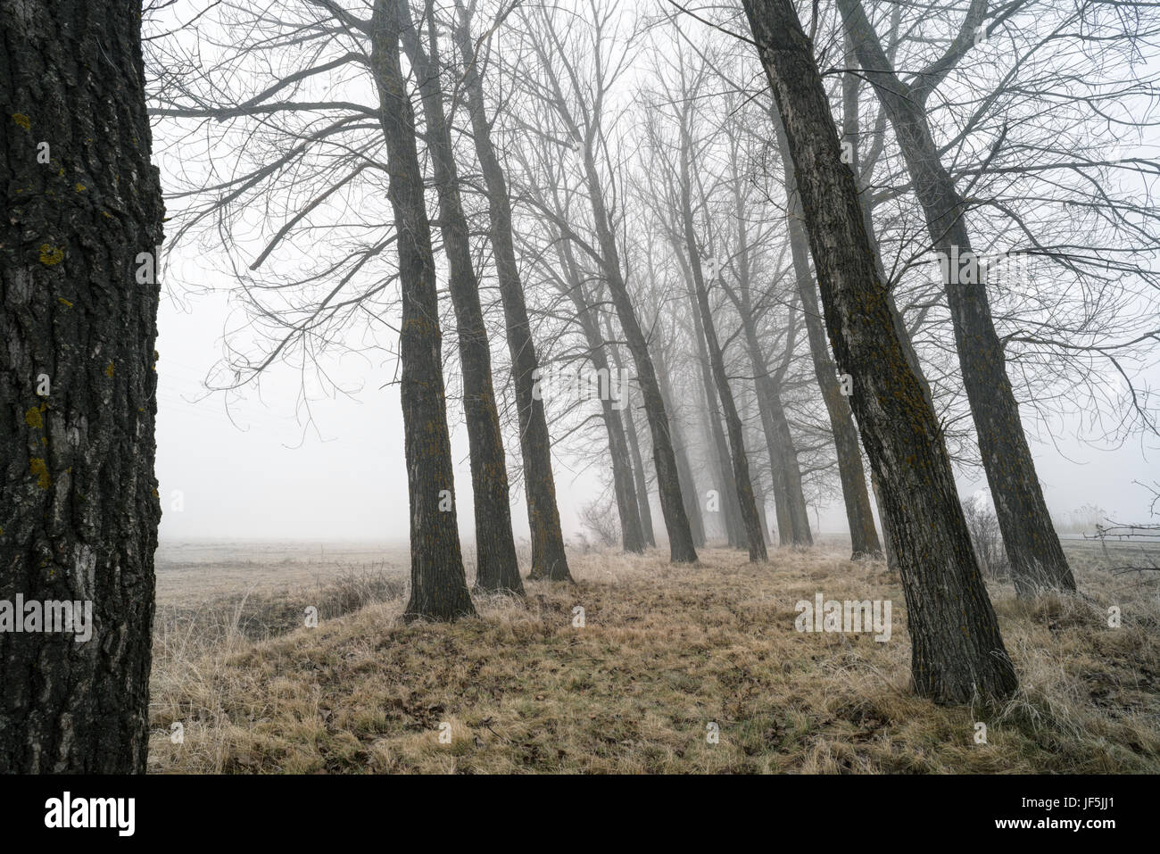 Big Trees in fog Stock Photo - Alamy