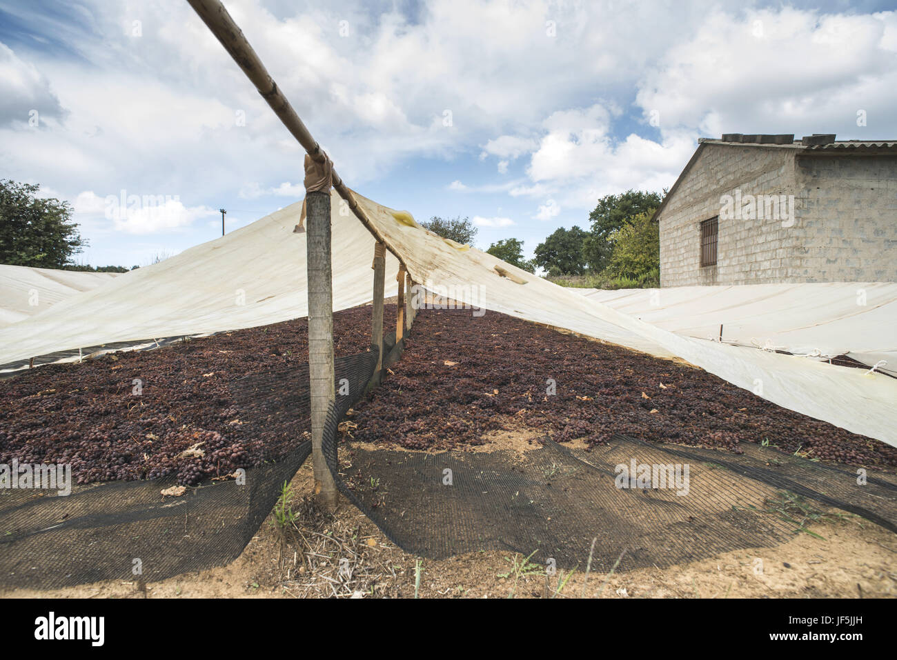 Raisin production process hi-res stock photography and images - Alamy