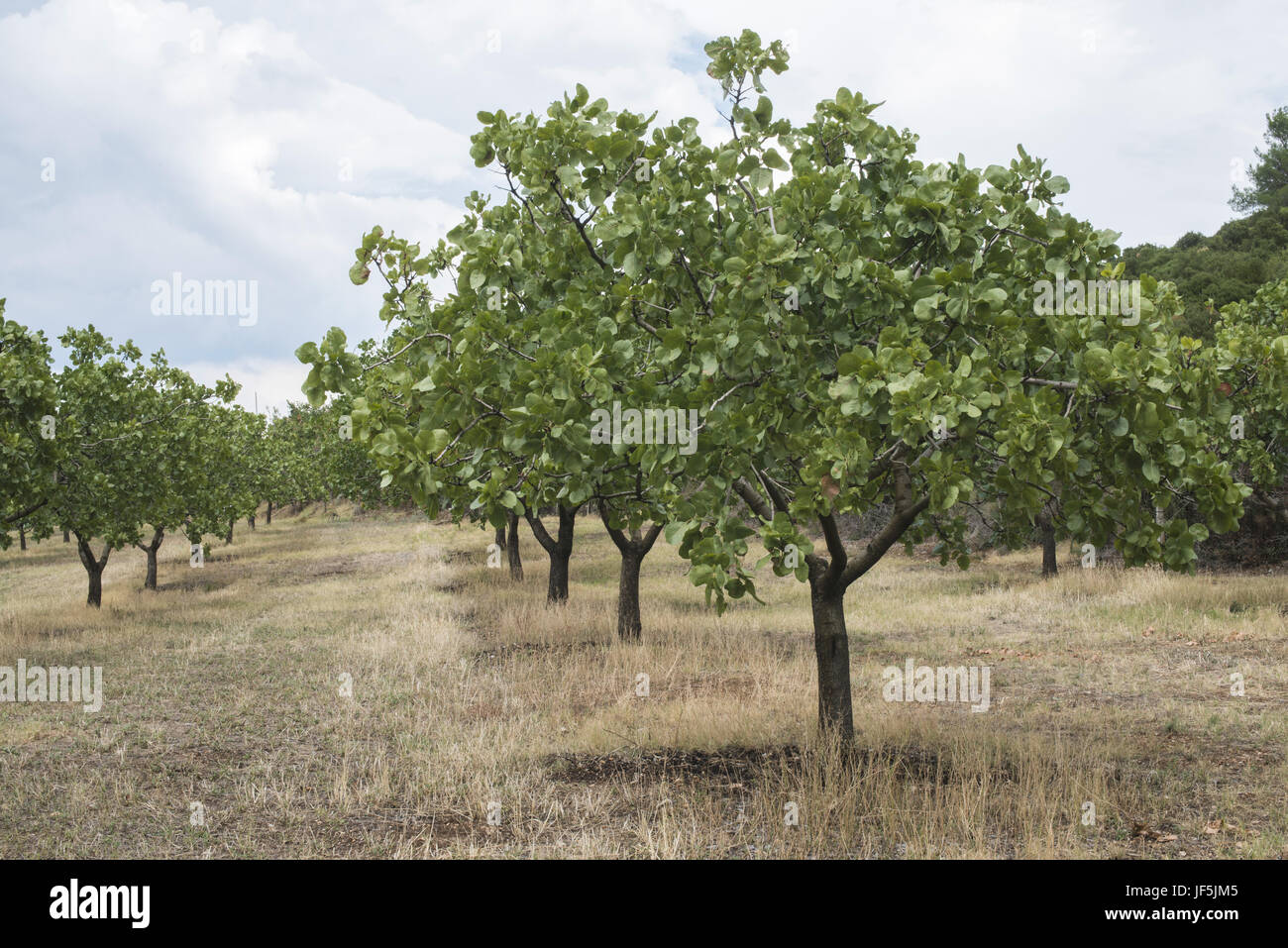 Pistachio trees, greece hi-res stock photography and images - Alamy