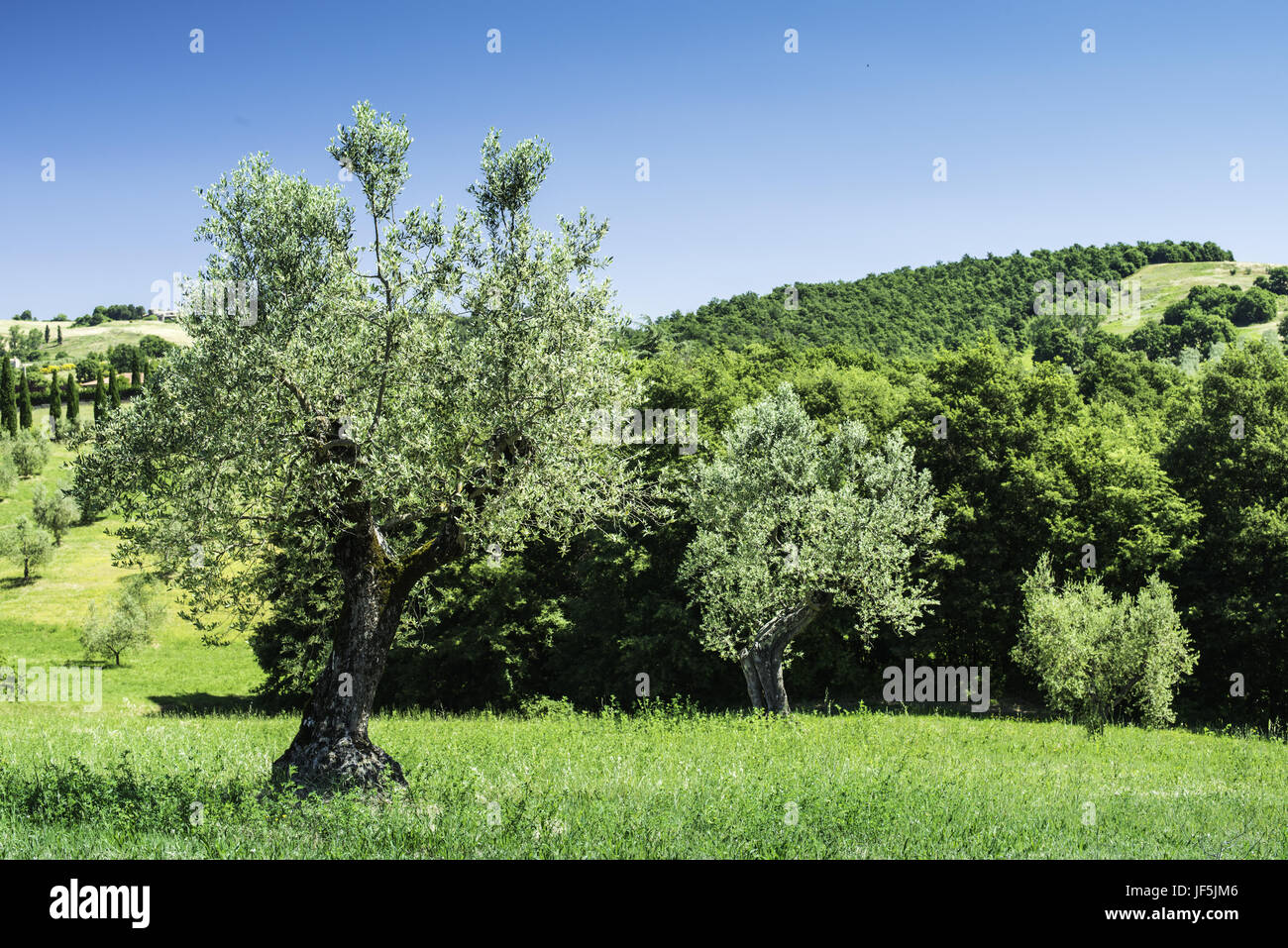 Olive trees in Italy Stock Photo - Alamy