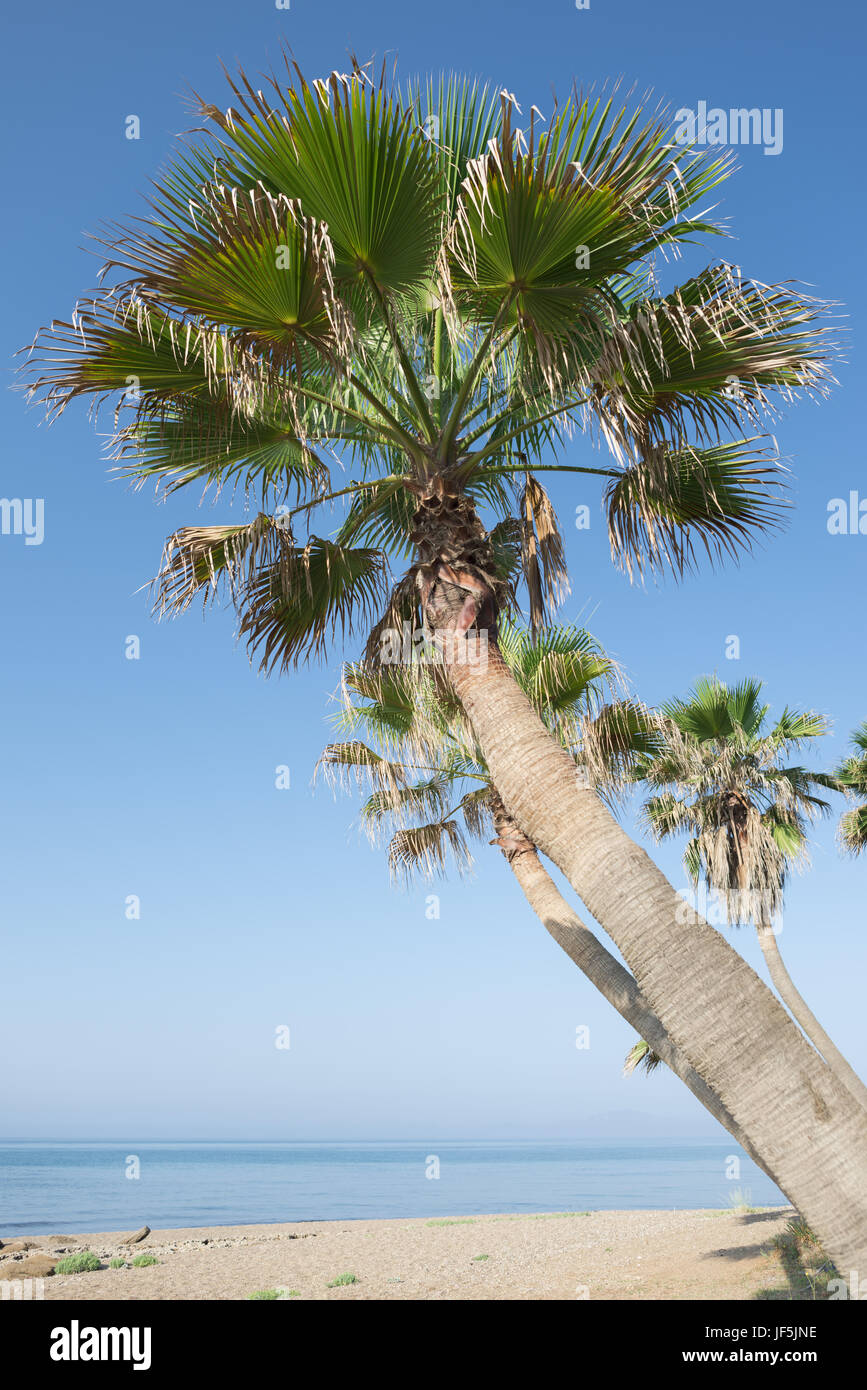 Palm tree on the beach Stock Photo - Alamy