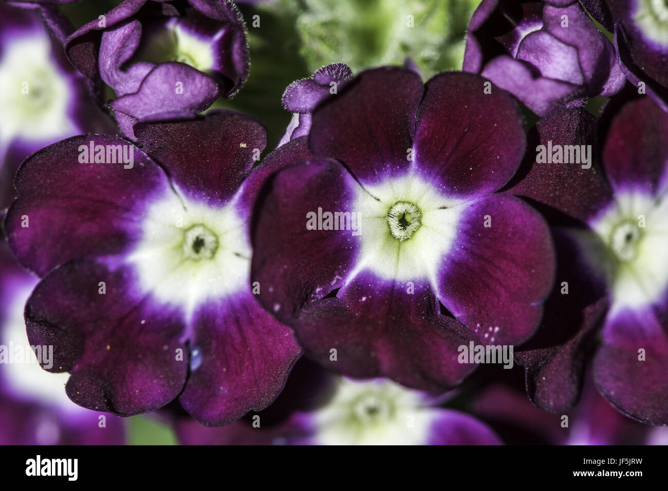 Violet color flowers Stock Photo - Alamy