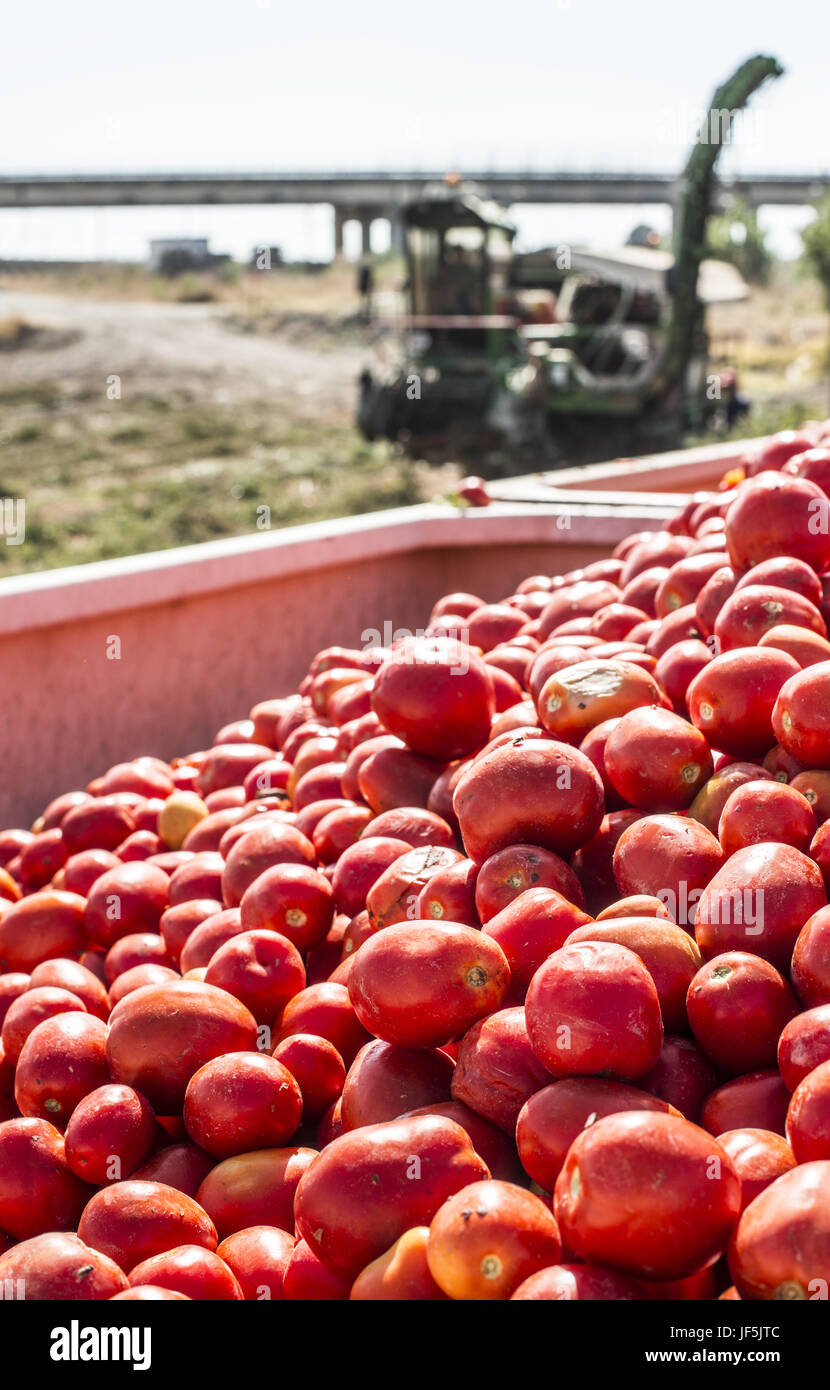 Harvester collects tomatoes in trailer Stock Photo - Alamy