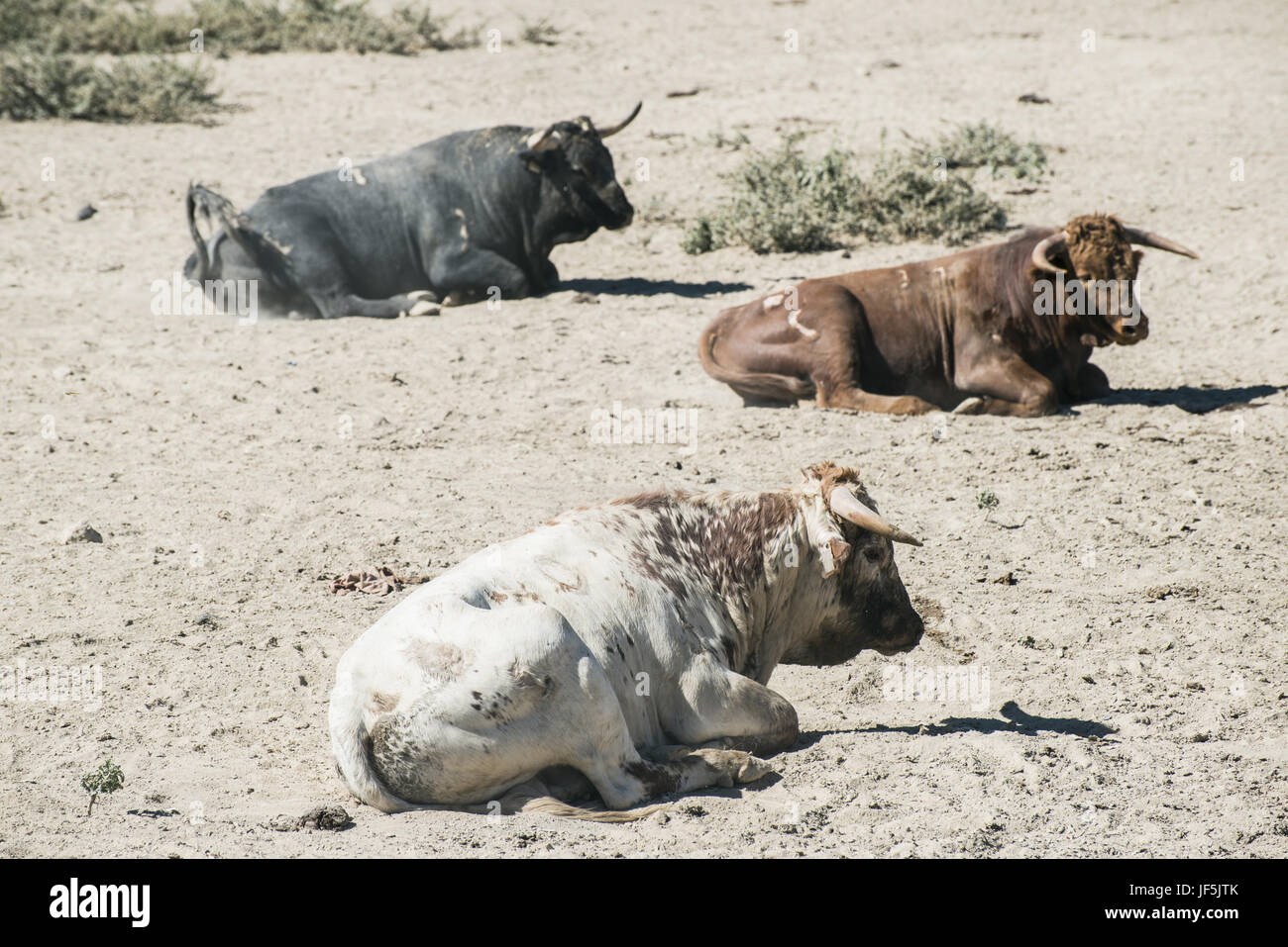 Bulls in a farm Stock Photo - Alamy