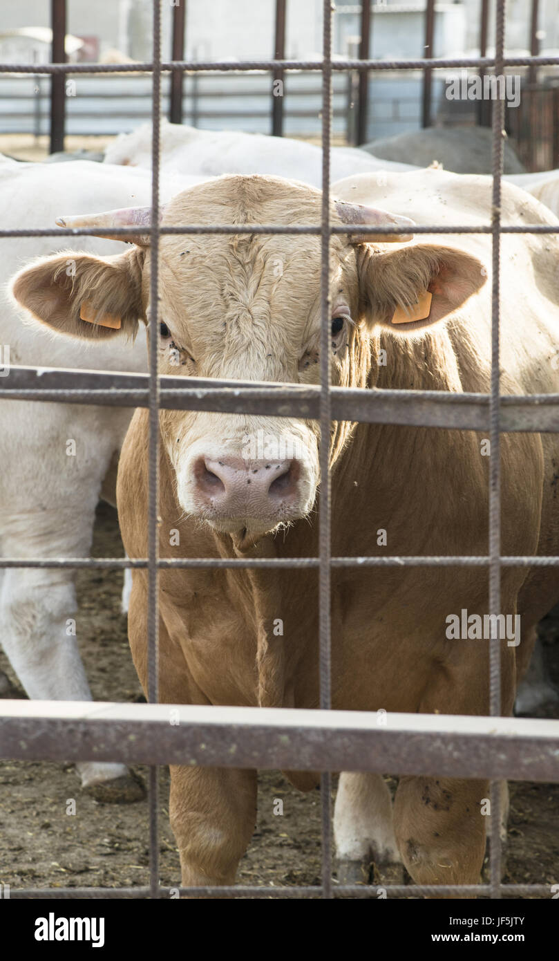One bull in farm Stock Photo - Alamy
