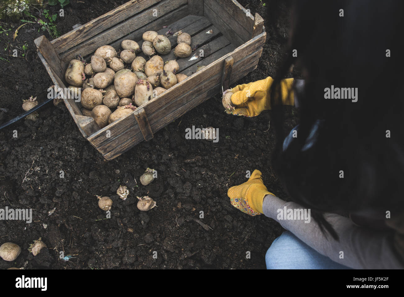 Potato seed crate hi-res stock photography and images - Alamy