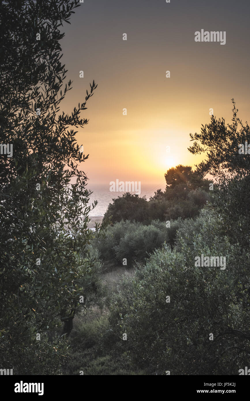 Olive trees, sea and sunset Stock Photo - Alamy