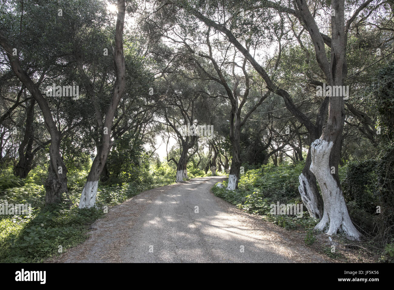 Old olive trees and road Stock Photo - Alamy