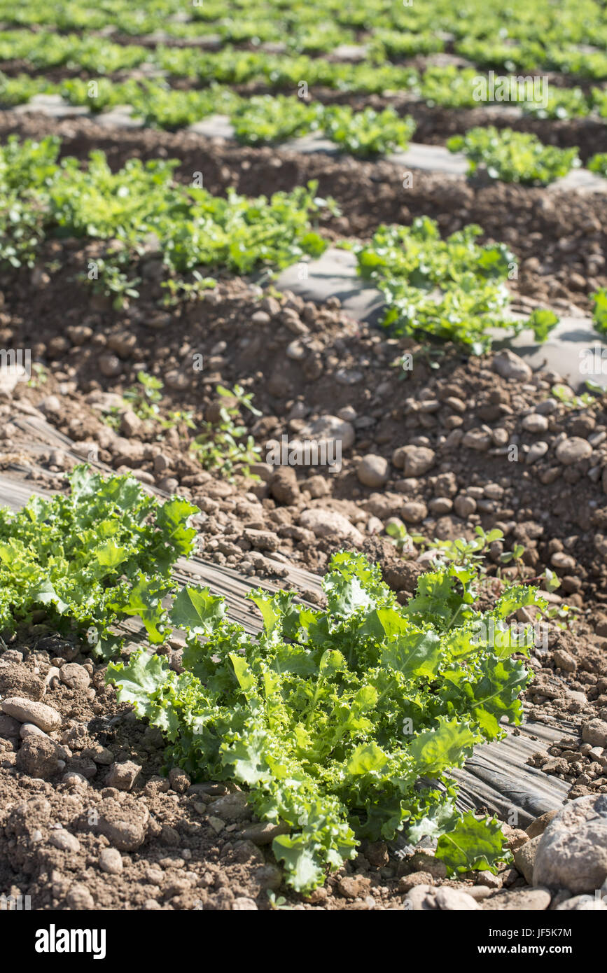 Lettuce field in rows Stock Photo - Alamy