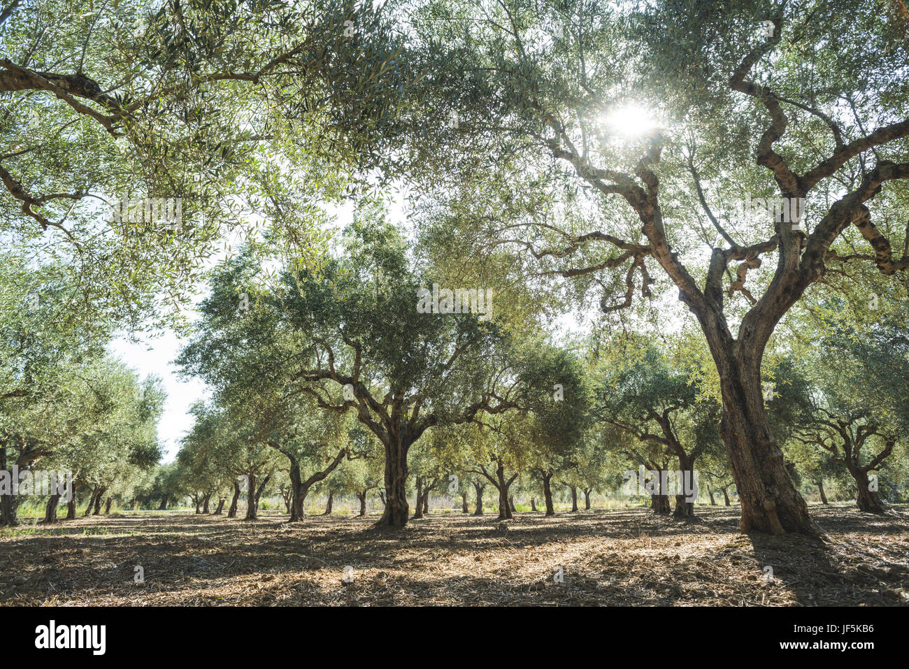 Olive trees and sun rays Stock Photo - Alamy