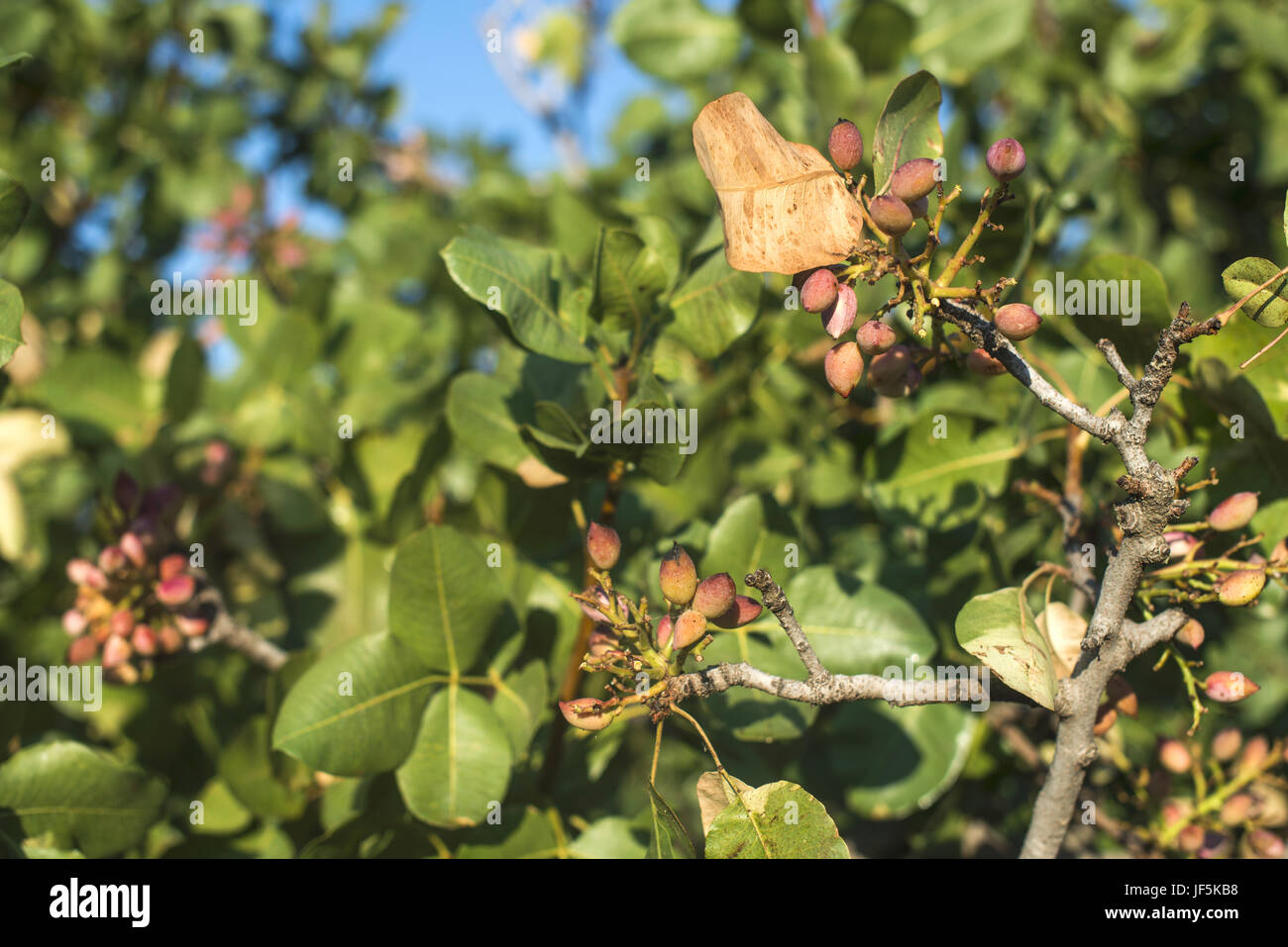 Pistachio tree hi-res stock photography and images - Alamy