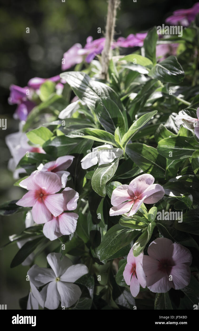 Flowers hanging pot Stock Photo - Alamy