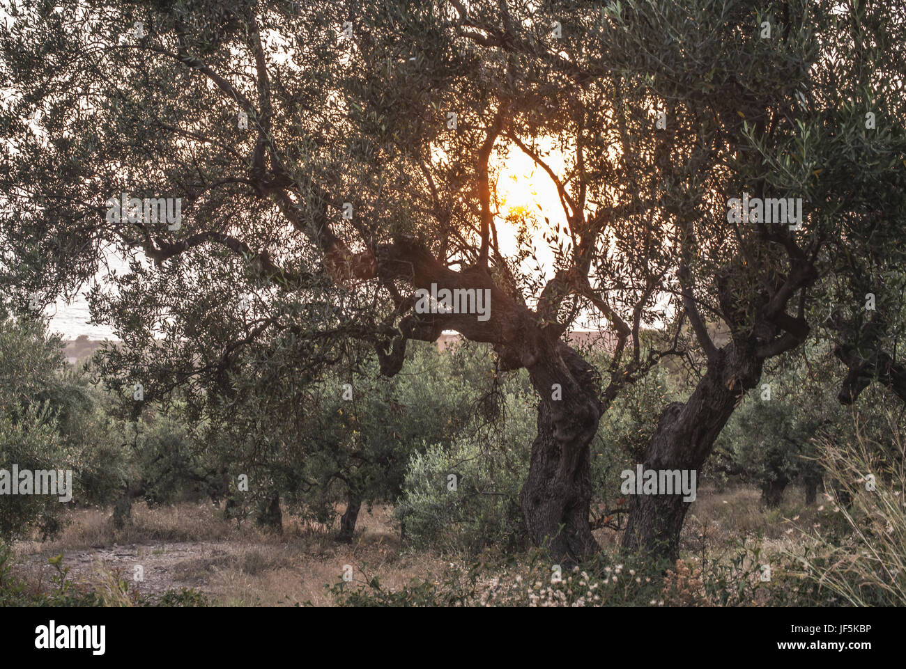 Olive trees, sea and sunset Stock Photo - Alamy