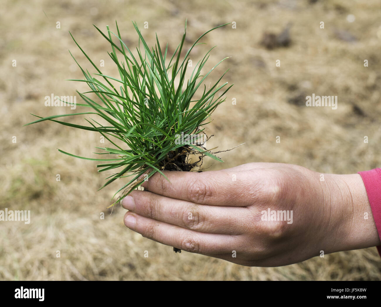 Turf grass and earth Stock Photo - Alamy