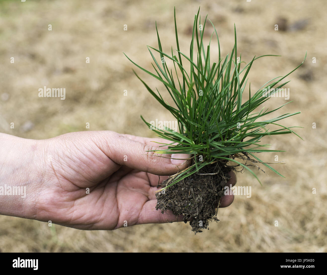 Turf grass and earth Stock Photo - Alamy