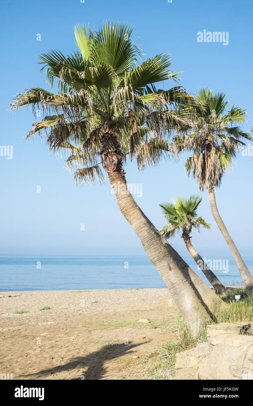 Palm tree on the beach Stock Photo - Alamy