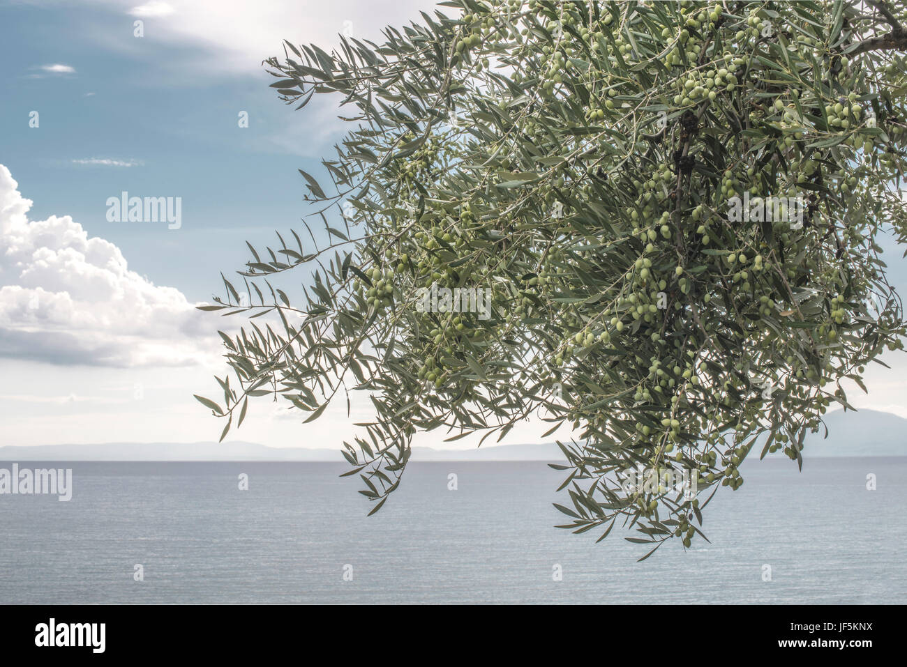 Olive tree on the beach Stock Photo - Alamy