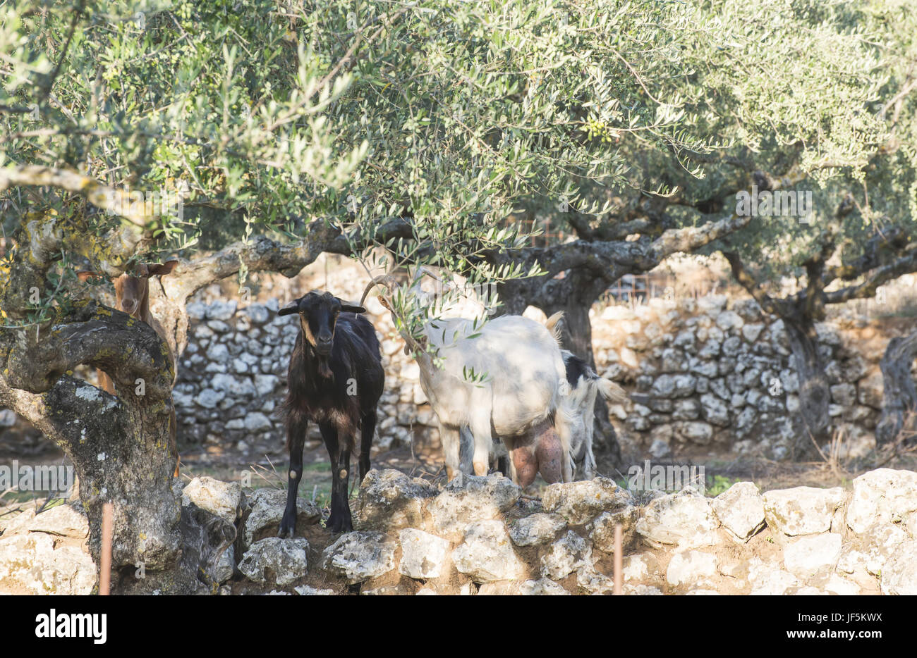 Tame goats among the olive trees Stock Photo - Alamy